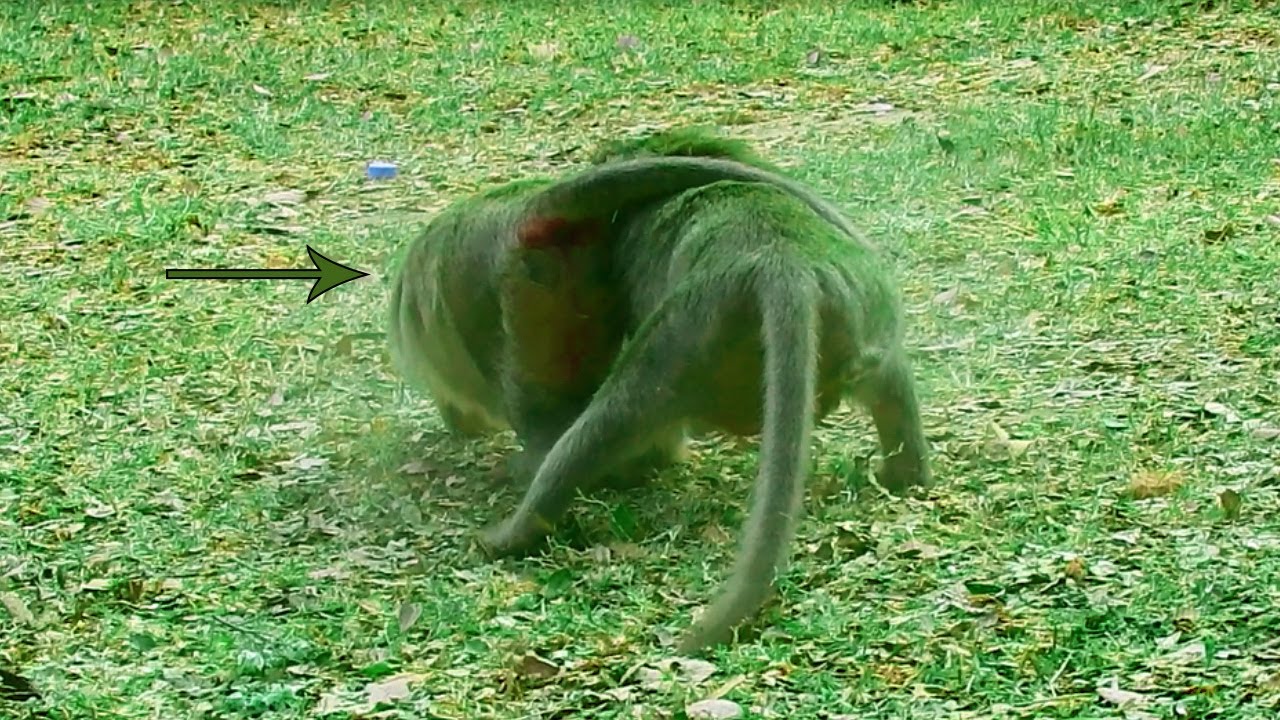 Hmm! Monkey Dee Dee Become The Bad One again Now,Bite Jill Hard,But ...