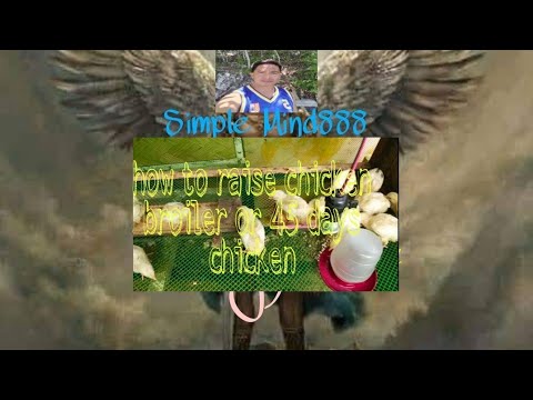 How to raise chicken broiler or 45 days chicken - YouTube