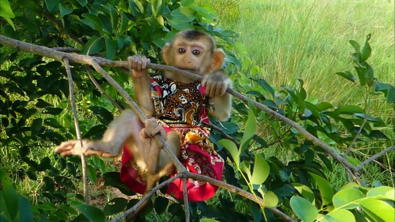 baby monkey Monika learning to climb tree🌳💪 - YouTube