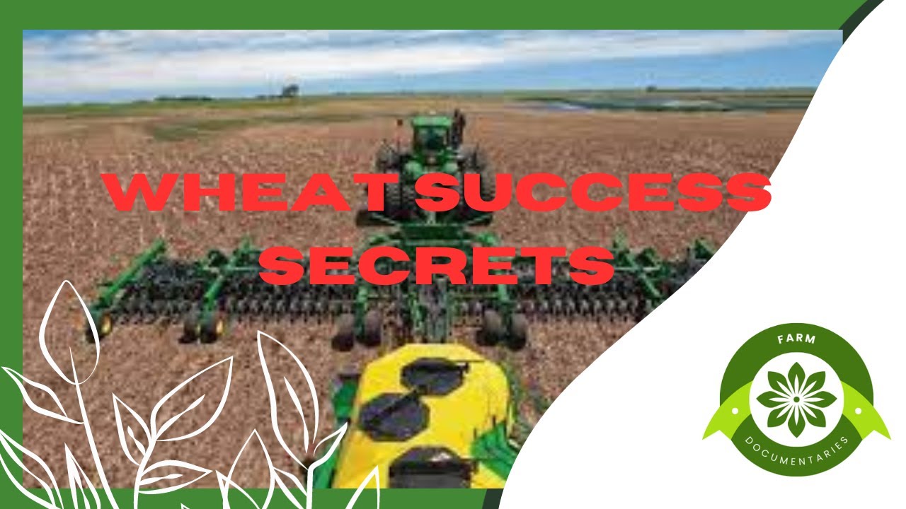 Step-by-Step Guide to Planting Wheat with a Tractor | Wheat Cultivation ...