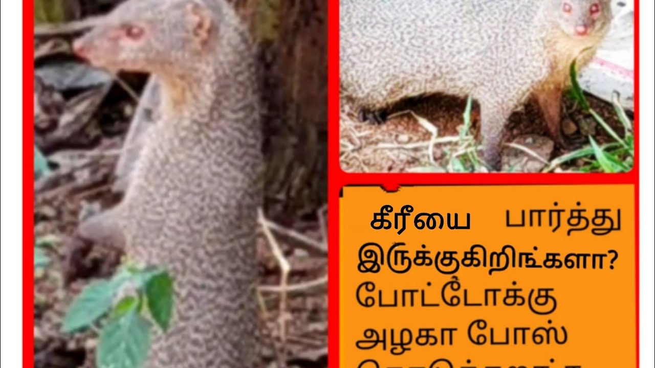 keeripillai/mangoose ௭ப்படி போட்டோக்கு😍 போஸ் கொடுக்கறா௩்க/K.S.HOBBIES ...