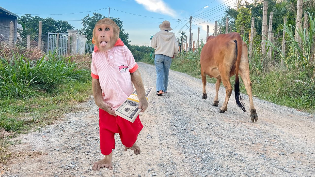 Funniest monkey😂 CUTIS smart herds cows in exchange for money go luxury ...