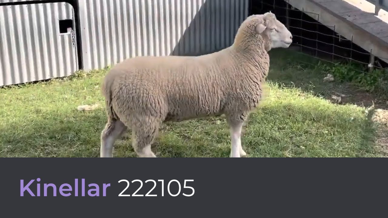 Kinellar 222105 - YouTube