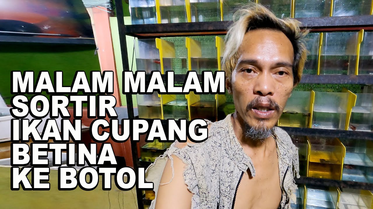 MALAM MALAM SORTIR BETINA IKAN CUPANG KE BOTOL - YouTube