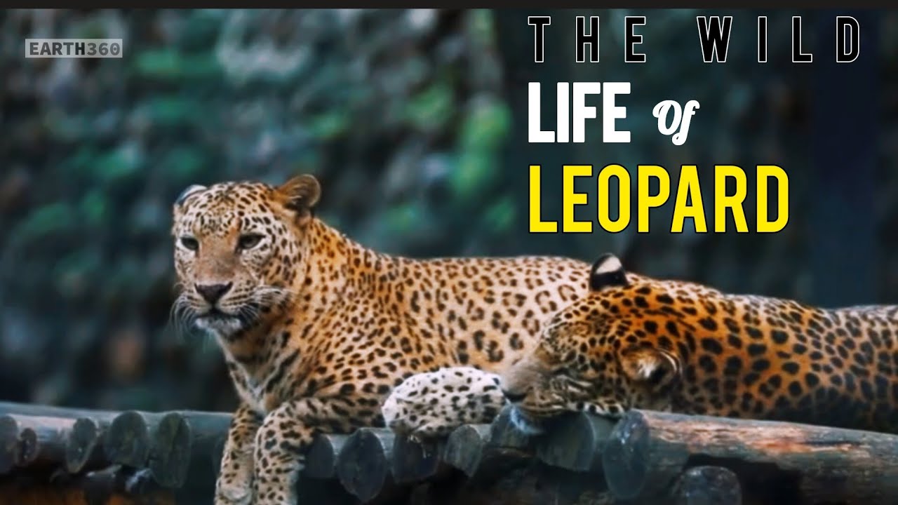 African Big Wild Cat Leopard || deadliest cat in Asia || Earth 360 ...