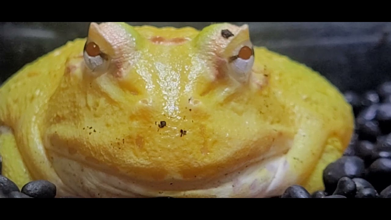 PIKACHU PACMAN FROG - YouTube