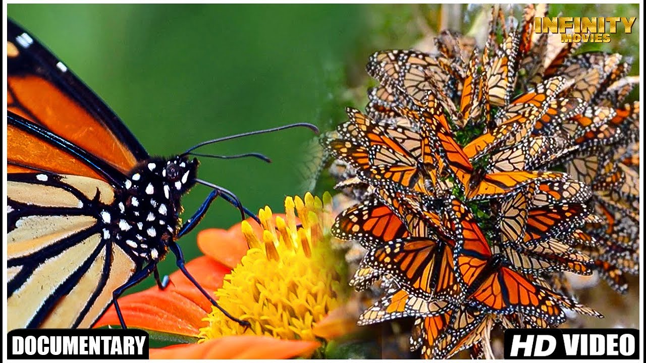 Life Of Monarch Butterfly | Short Documentary | Flight Of The Monarch ...