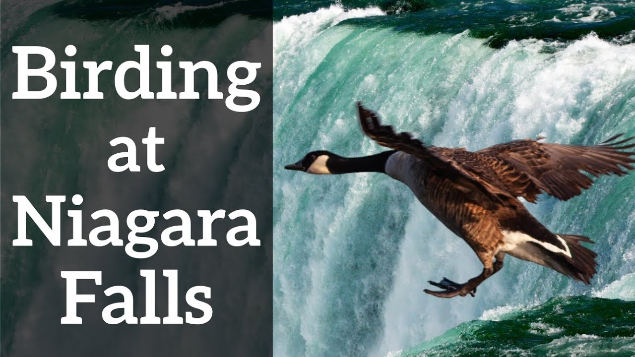 Birding at Niagara Falls - Natural Wonders of the World - YouTube