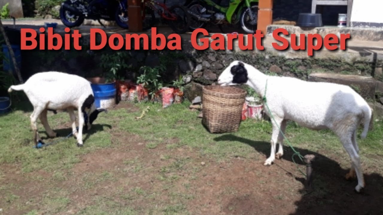 Cara memilih bibit domba garut yang bagus - Sima Dogar Farms - YouTube