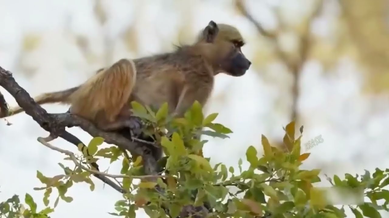 Tiger vs monkey fight on tree | tiger and monkey | tiger vs monkey ...