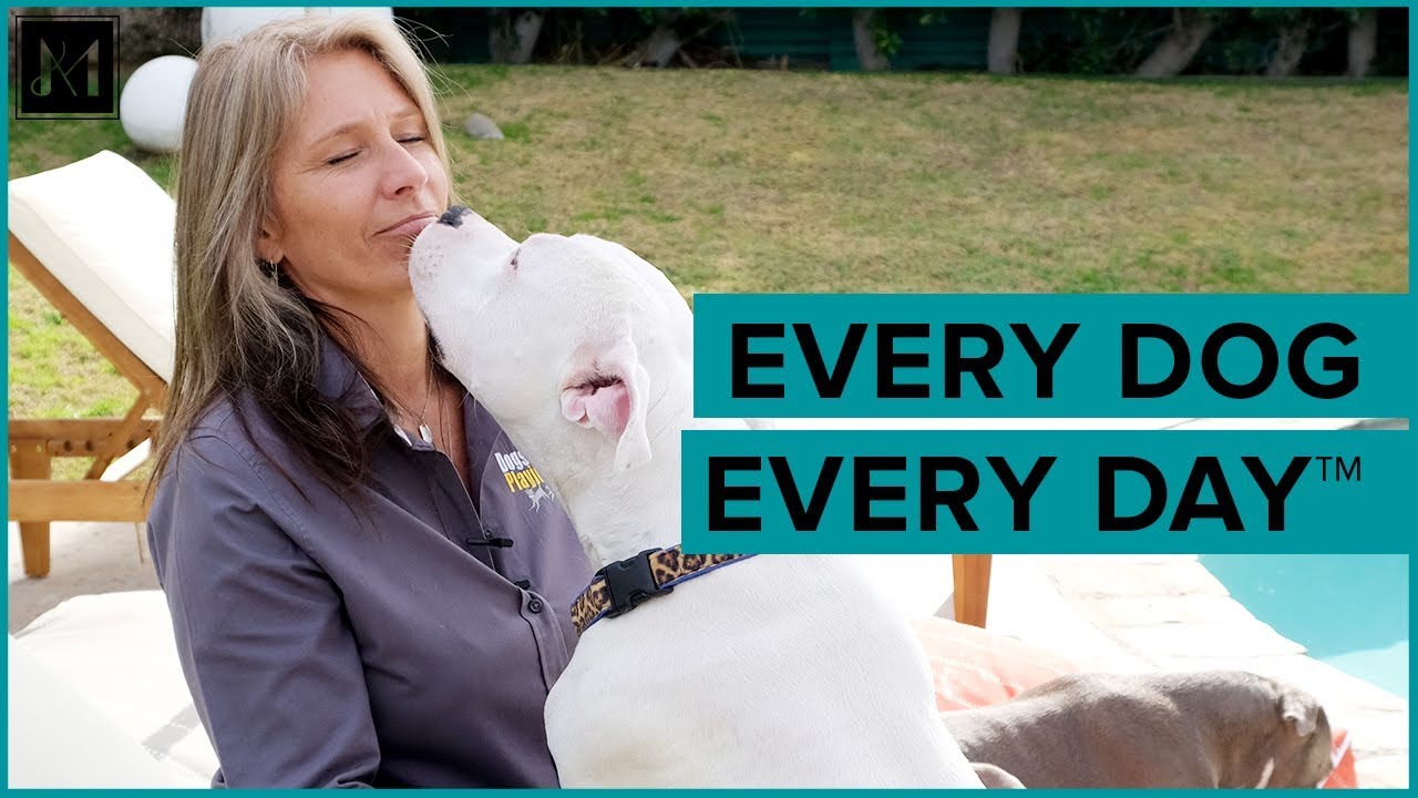 Every Dog Every Day™ Dogs Playing For Life® x Animals Matter® - YouTube