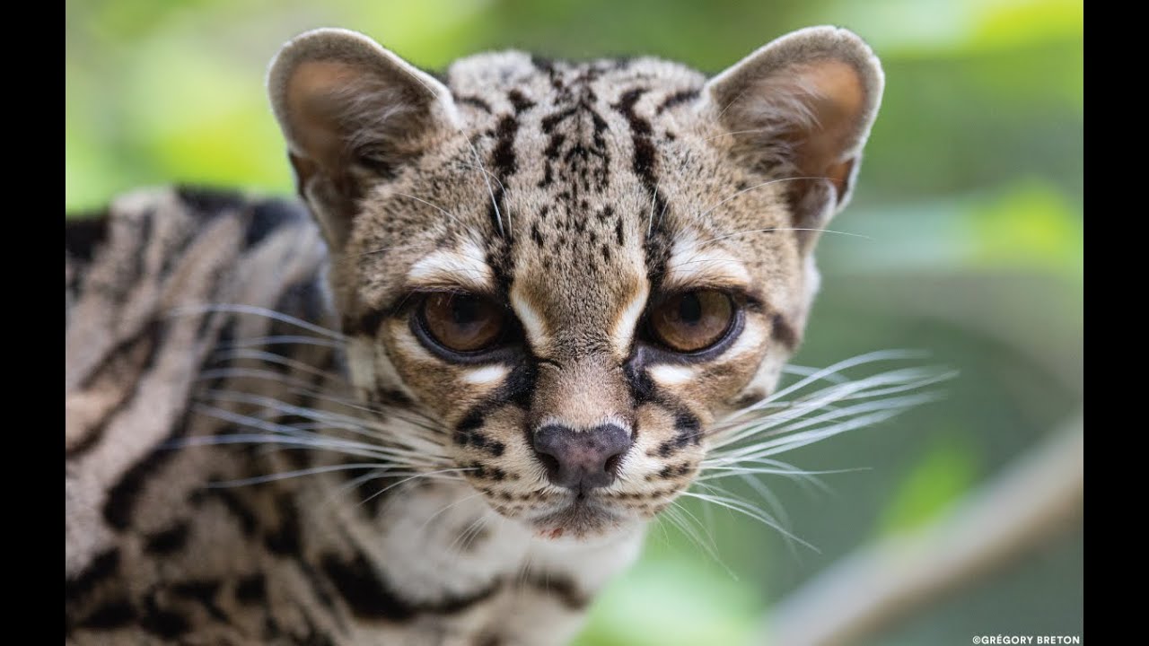 Panthera Board Chair Jon Ayers Talks with Mongabay - Highlights - YouTube