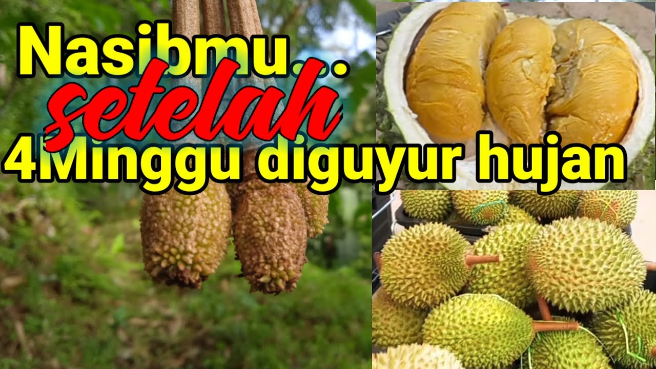 Durian Runtuh‼️ Lereng menoreh. #Durian, #Durianlokalsuper, # ...