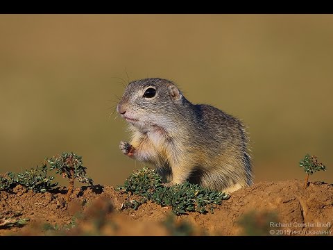 Popandau servind cina - YouTube