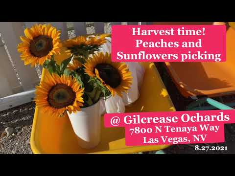 Sunflowers | Gilcrease Orchard | Things to do in Las Vegas | U-pick ...