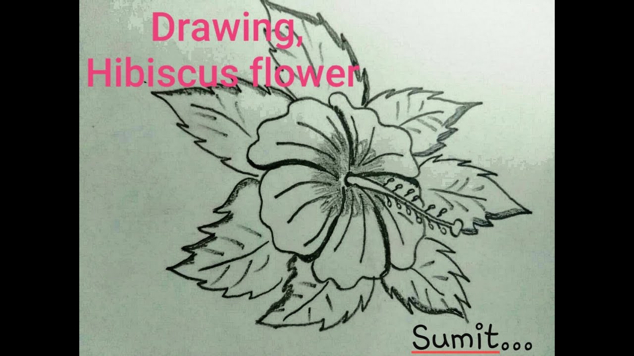 गुड़हल का फुल कैसे बनायें।। How to draw hibiscus flower|| sketching of ...