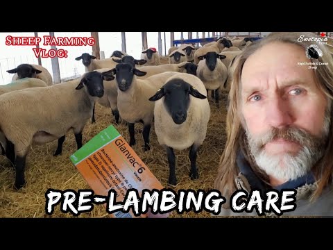 Pre-Lambing Sheep Care: Bedding, Feeding & Vaccinating - YouTube