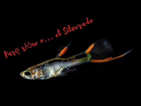 Parę słów o Poecilia wingei #4 Cumana el Silverado #aquarium #fish # ...