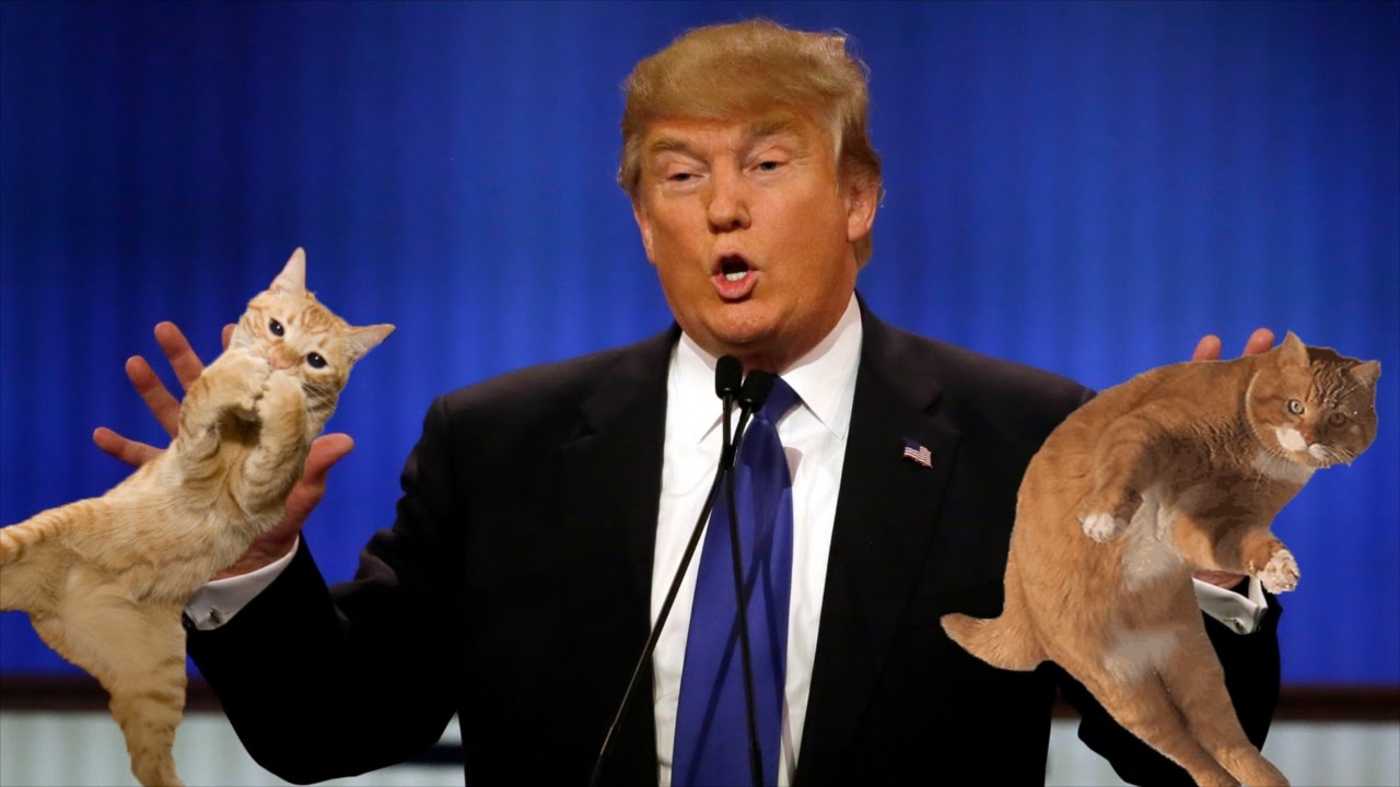 Cat Videos (How to YouTube) - YouTube