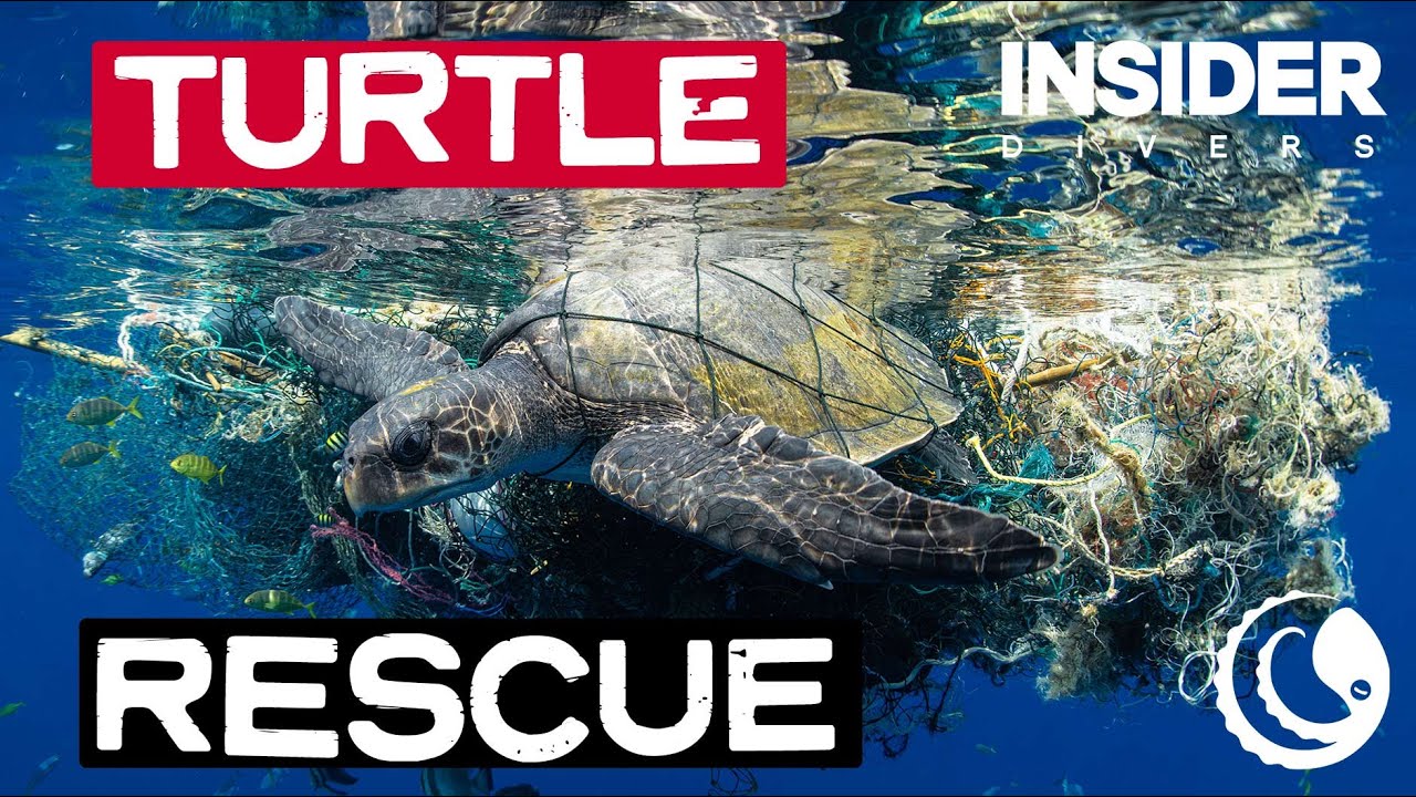 Turtle Rescue from Ghost Net - YouTube