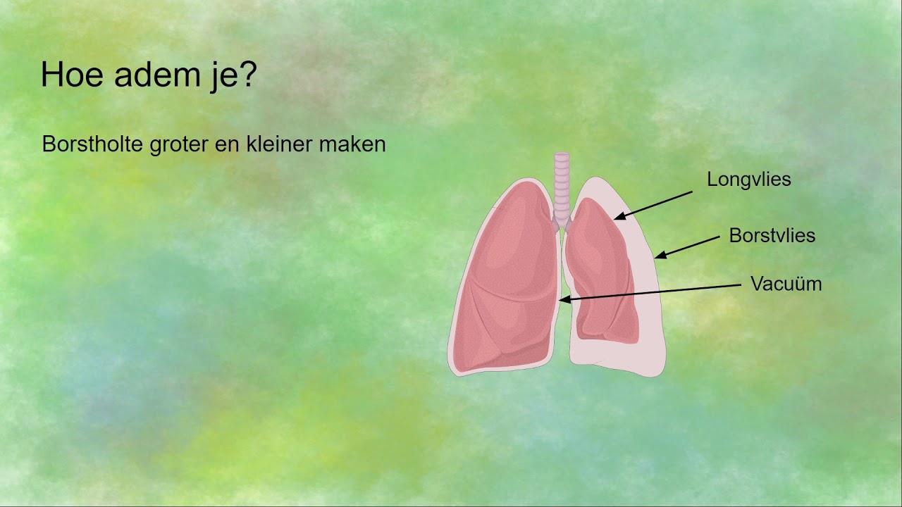 Hoe werkt je ademhaling? - YouTube
