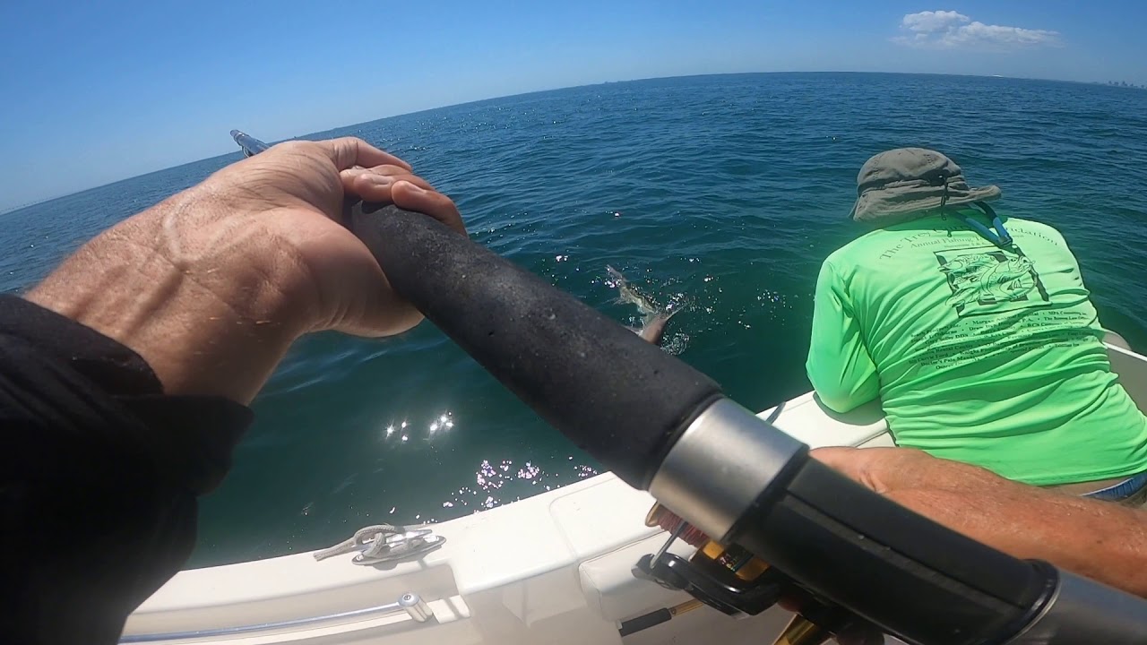 A sharking experience - YouTube