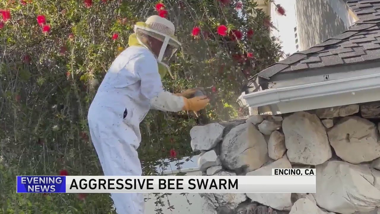 Swarm of bees close Los Angeles-area streets; injuries reported - YouTube