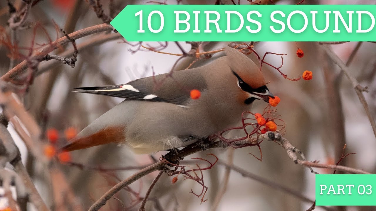 10 Real Birds Sound Part 3 - YouTube