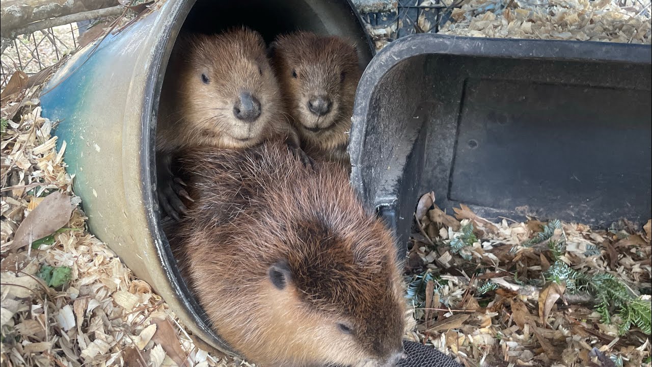 Breakfast time for the rescue beavers - YouTube