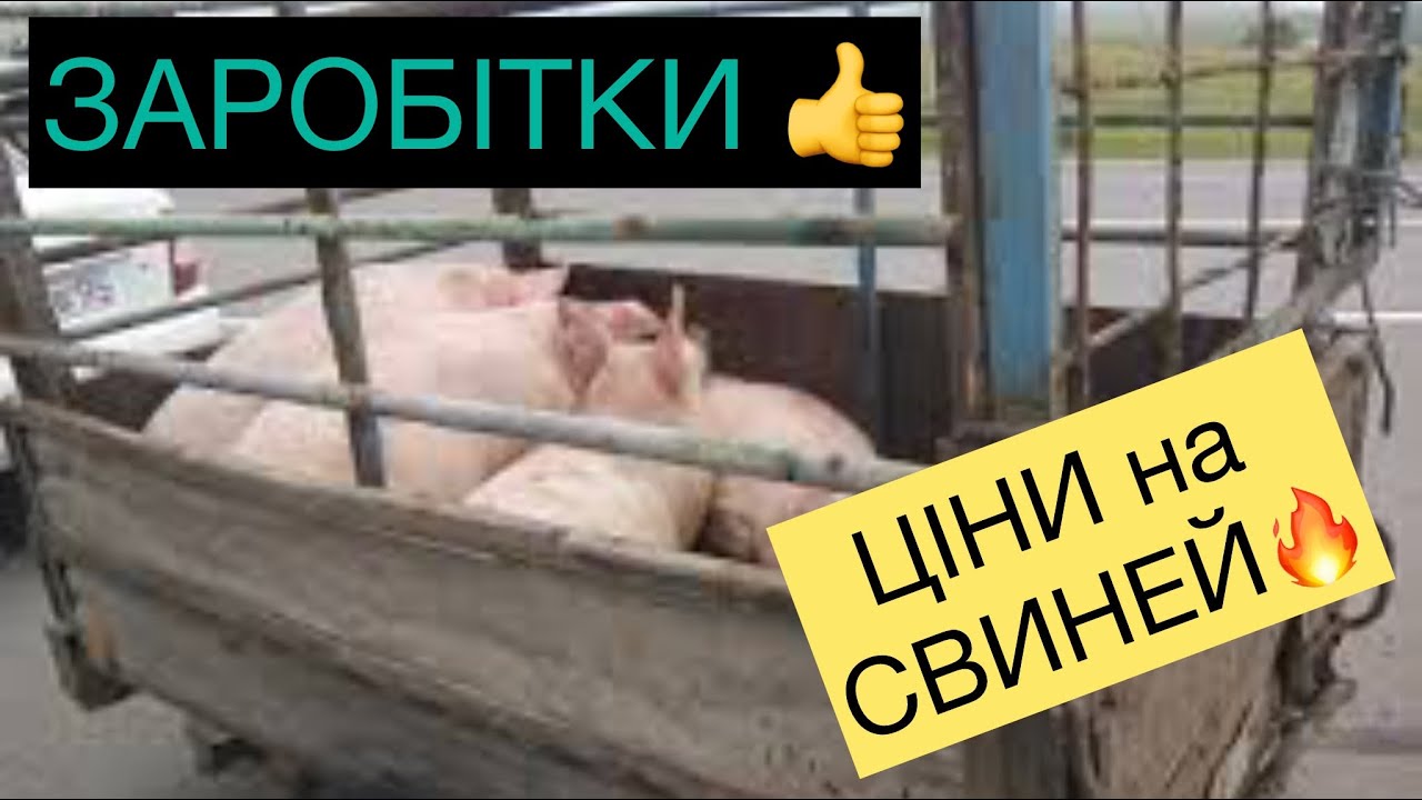🇺🇦Ціни на Свиней, Сало Мясо та НАПІВТУШІ - YouTube