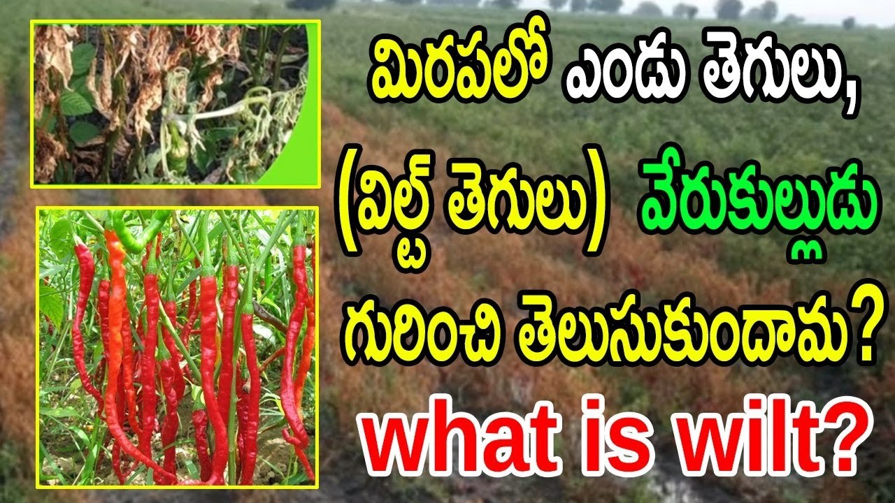 What is Wilt? మిరపలోఎండు తెగులు వేరుకుల్లుడుగురించి తెలుసుకుందామ?YK ...