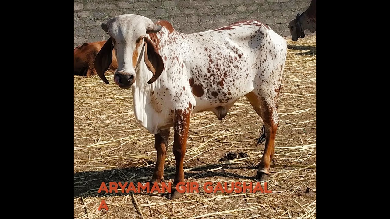 GIR GAUMATA IS _WORLD_BEST GAUMATA AT PRESENT TIME...!!!!! - YouTube