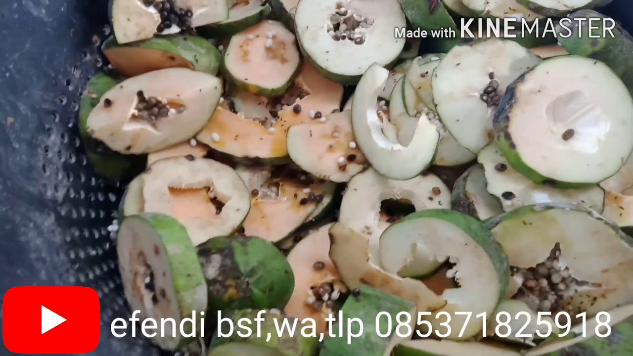 Panen fress magot.. - YouTube