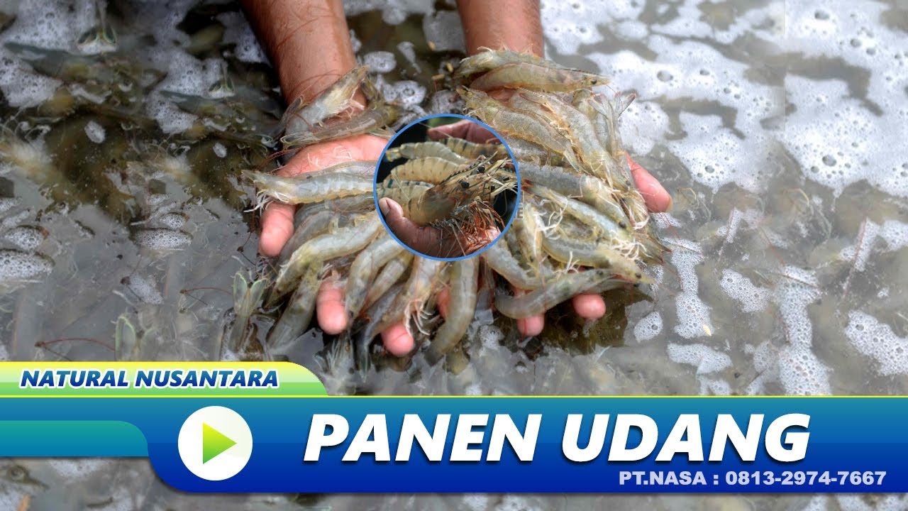 Teknis Dan Cara Budidaya Udang Cepat Besar Youtube