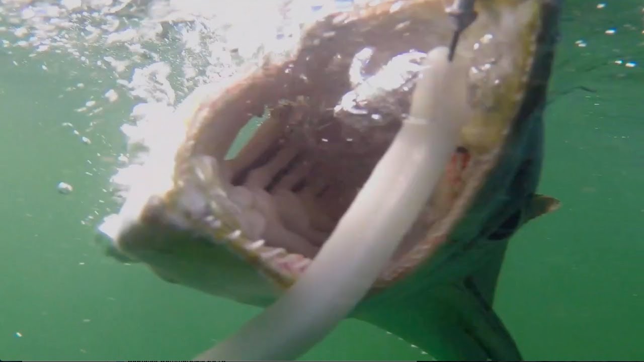 BIG Kingfish Bite-Capt Ozzie Fischer - YouTube