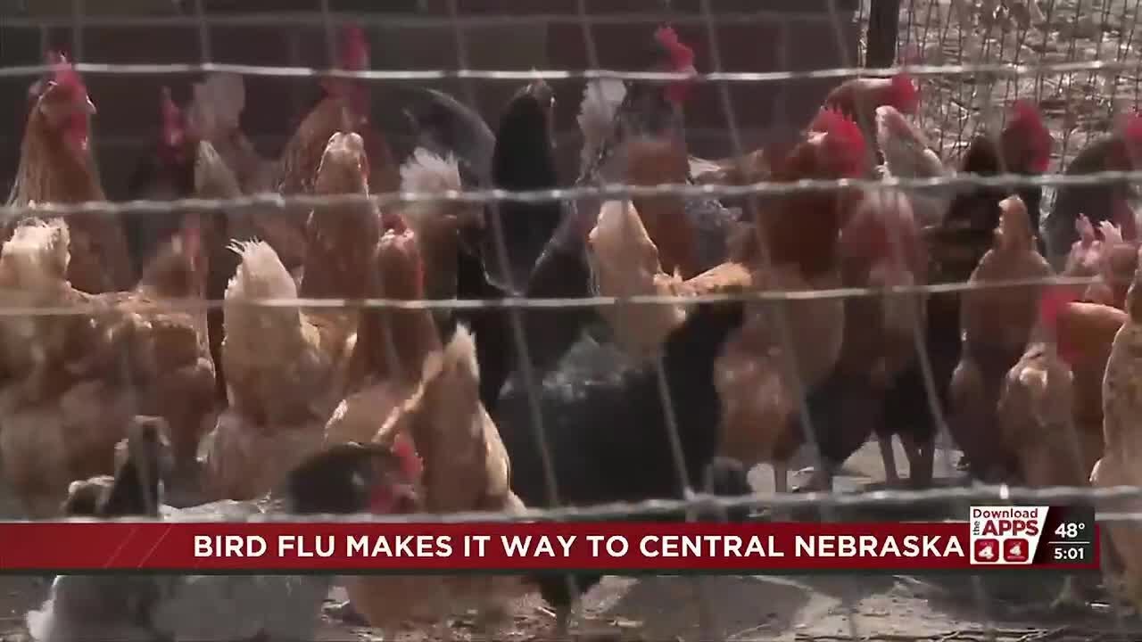 Bird-Flu makes it way to Central Nebraska - YouTube