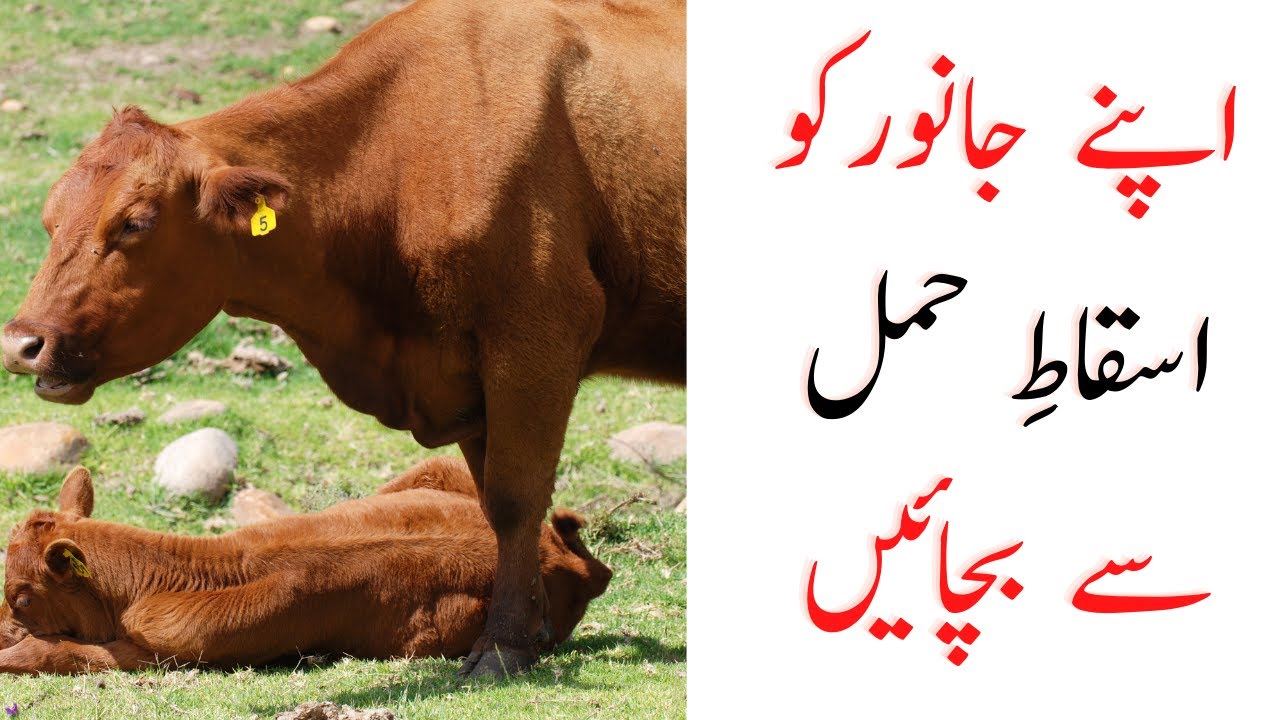 janwaron ki bimariyan | janwar ki bimari ka ilaaj | janwar ki bimari ...