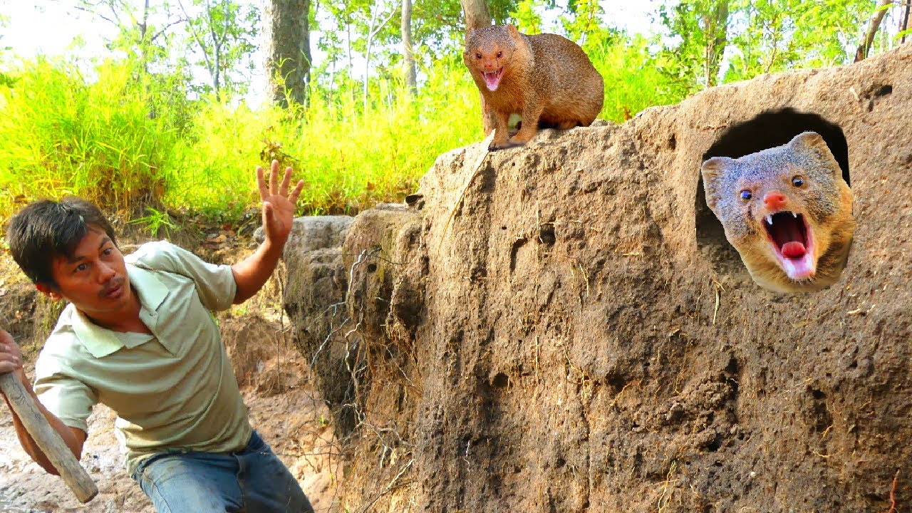 Man meet the mongoose in the hole | Man dig hole meet mongoose - YouTube