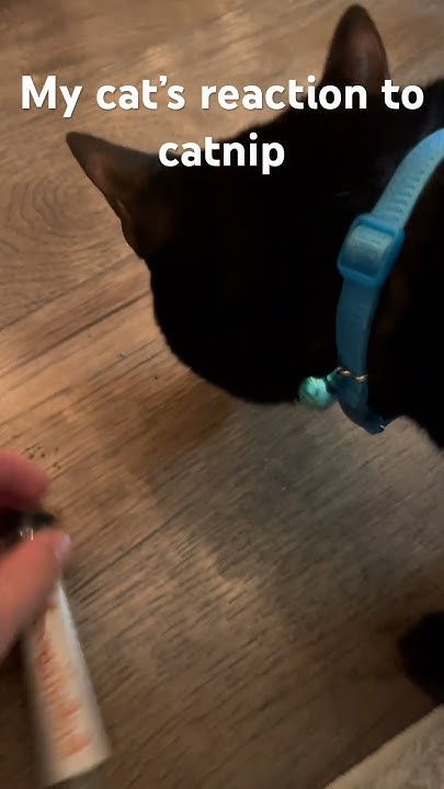 My cat getting cat nip - YouTube