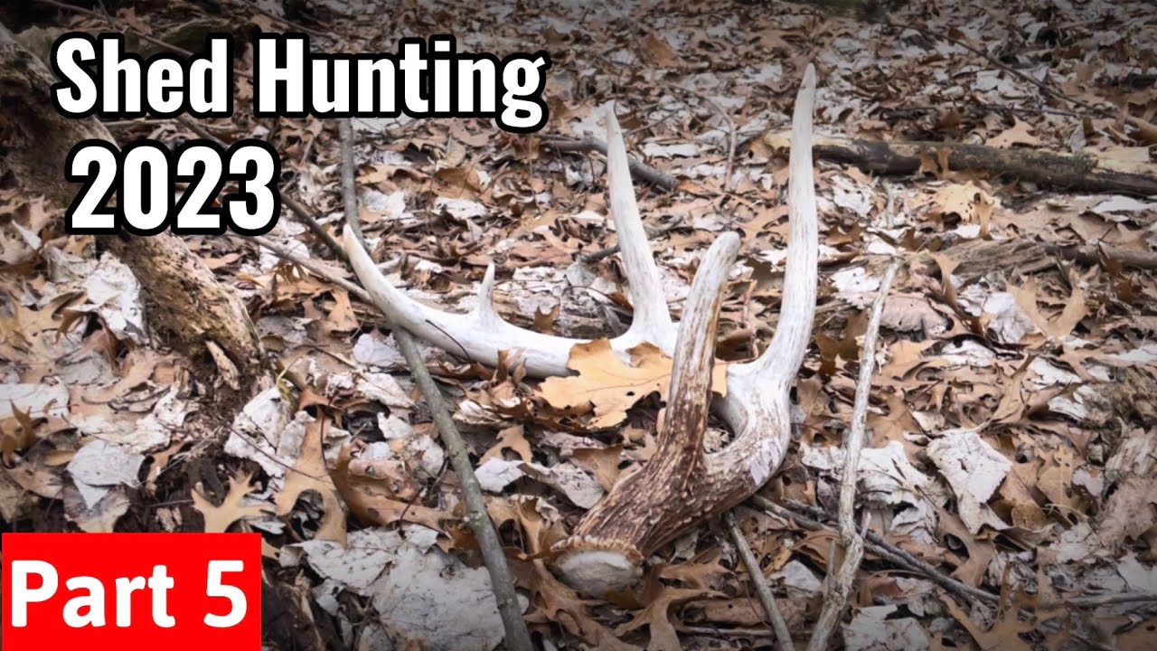 Shed Hunting 2023 - Part 5 Found a Shed Hot Spot - YouTube