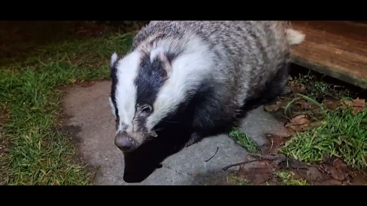 Leopard snail, yummie snack - YouTube