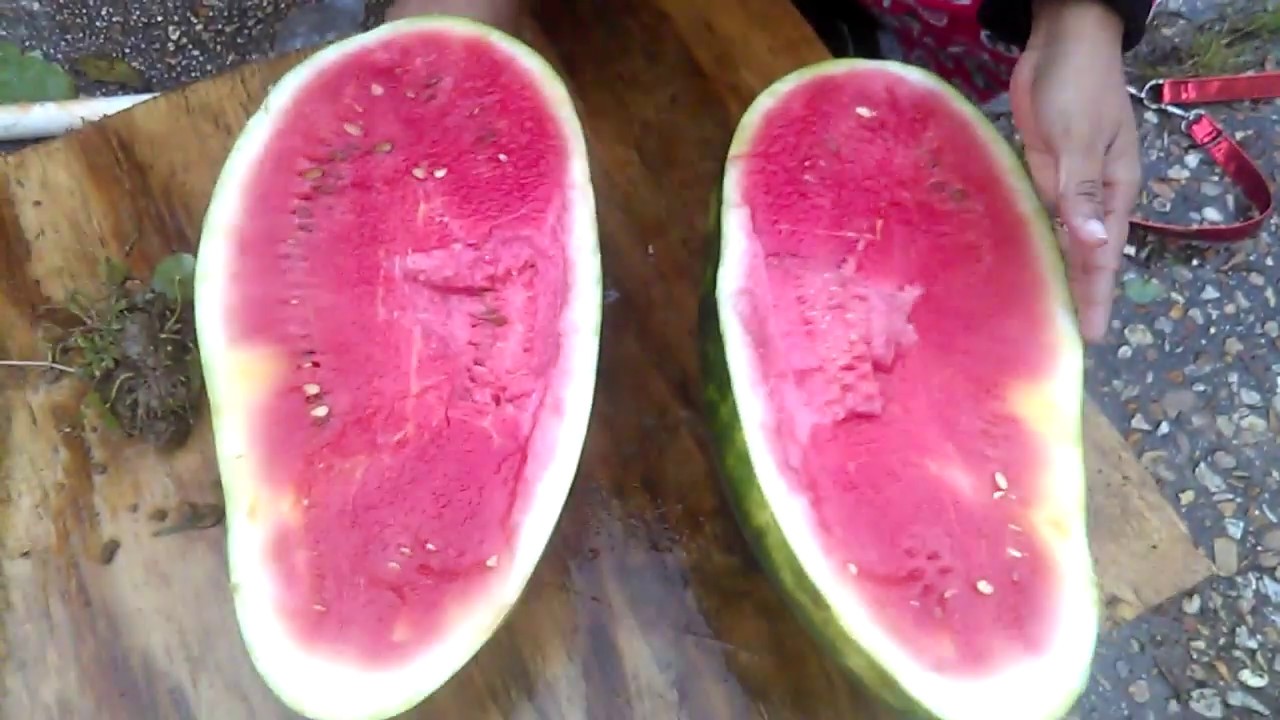 Fall watermelon harvest November 14,2018!! - YouTube