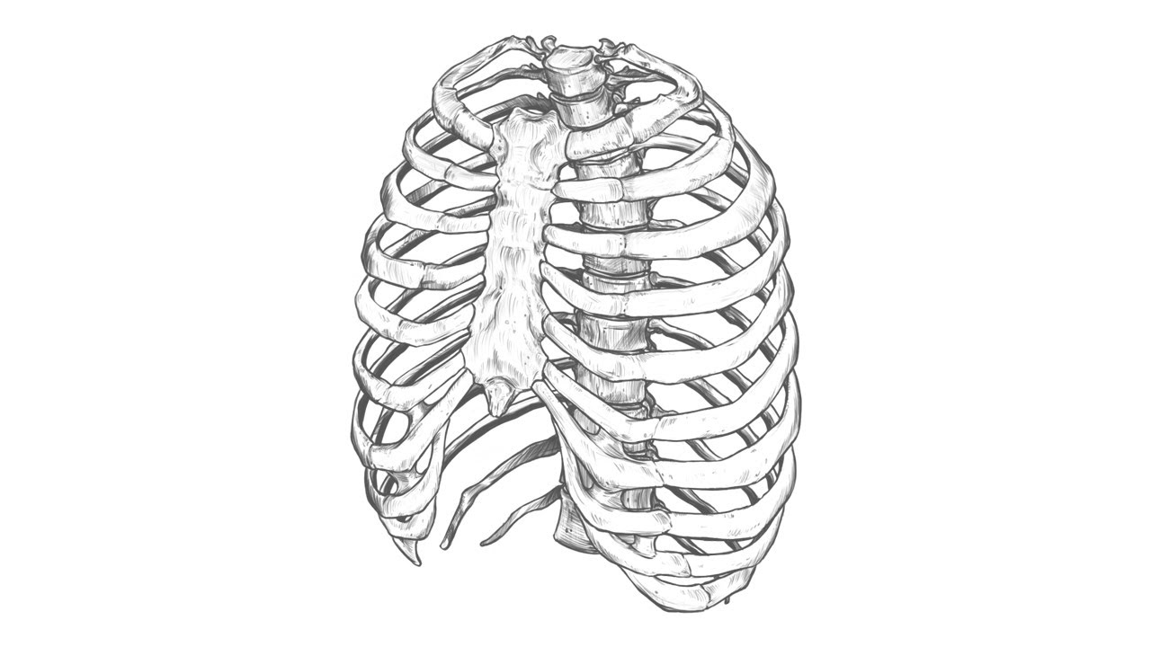 Anatomy drawing study of the Thorax. - YouTube