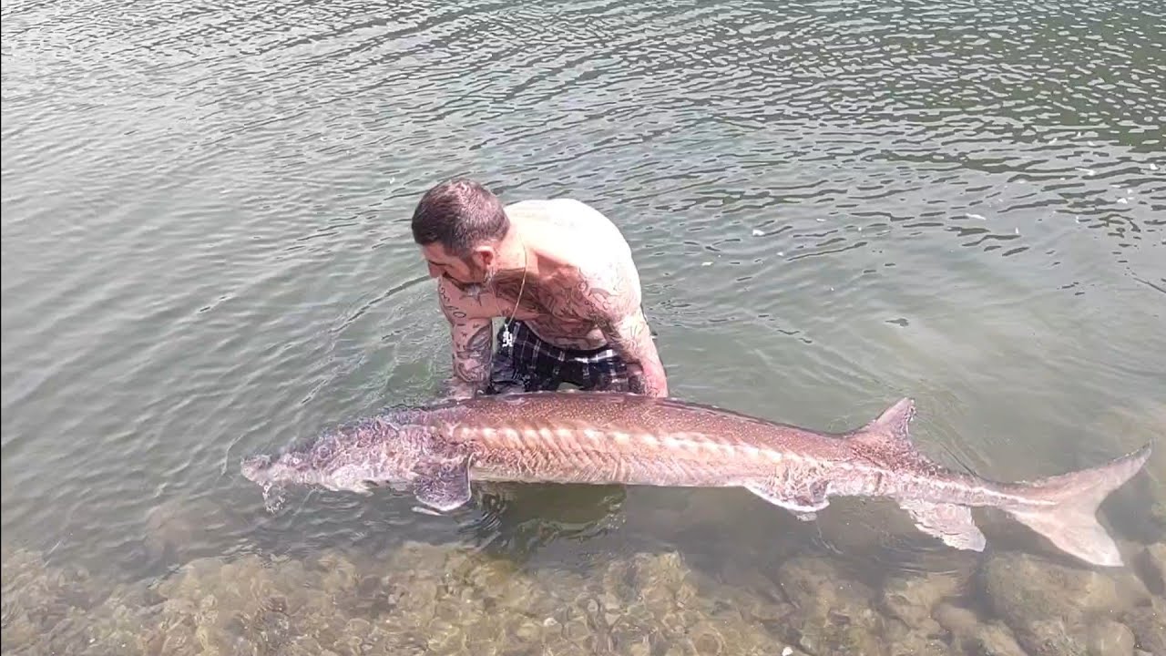 Part 3: Flying 7ft White Sturgeon about the 4min mark. 💪💪🦖🦖🤘🎣🤘Swan ...