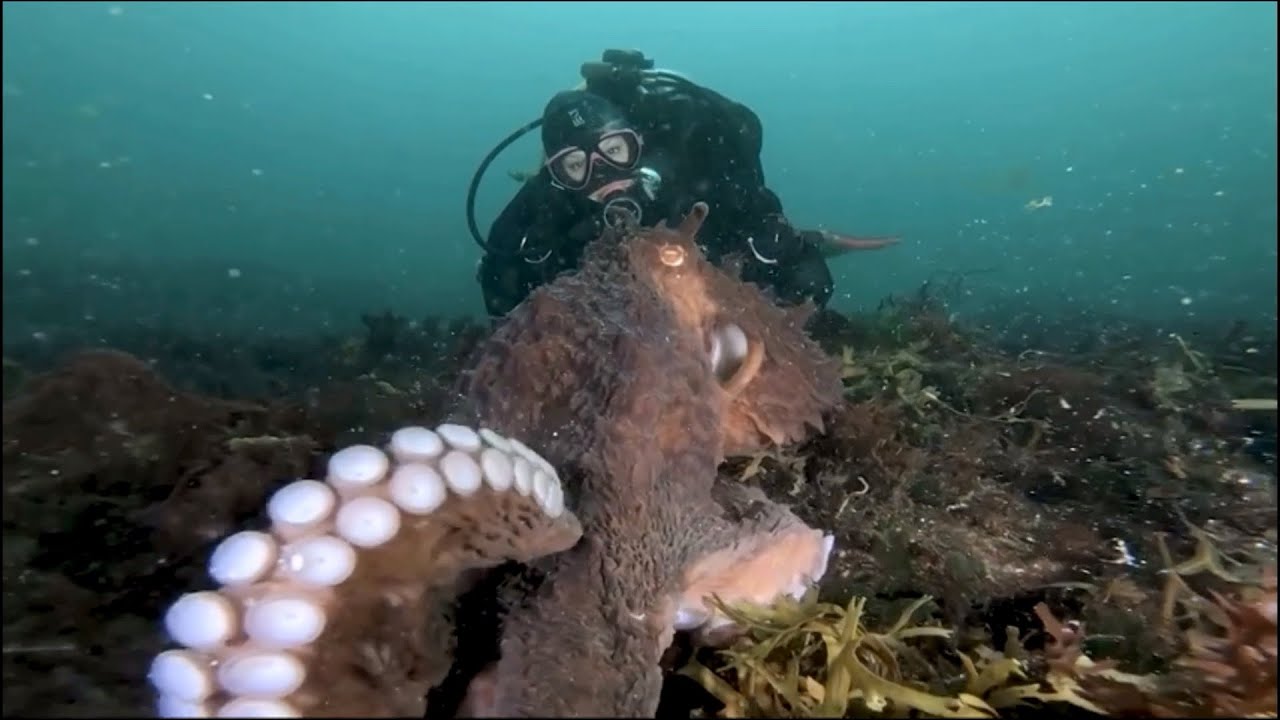 The fight to ban the world’s first octopus farm in British Columbia ...