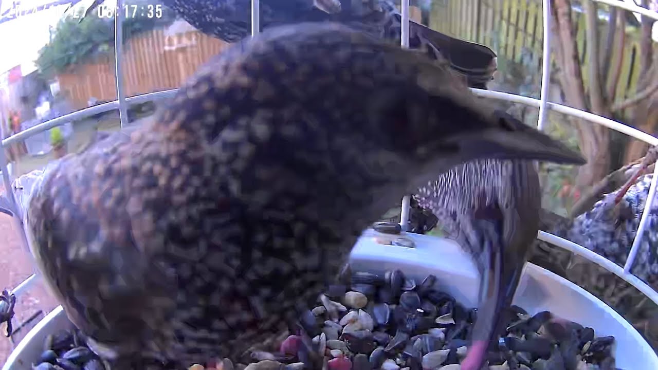Starlings, love them or hate them, they are always entertaining ...