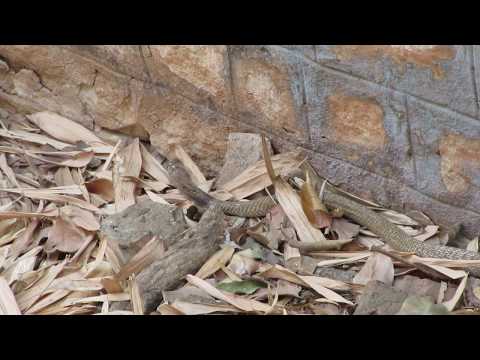 Spectacled cobra AKA Indian cobra (Naja naja) in backyards