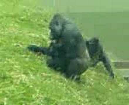 monkey fall - YouTube