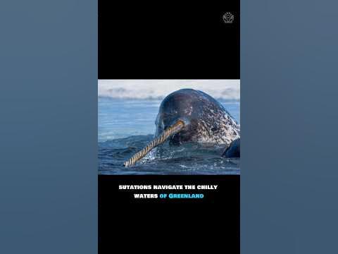 Discovering Narwhals: Secrets of the Arctic Tusk #shorts #animals #narwhal - YouTube