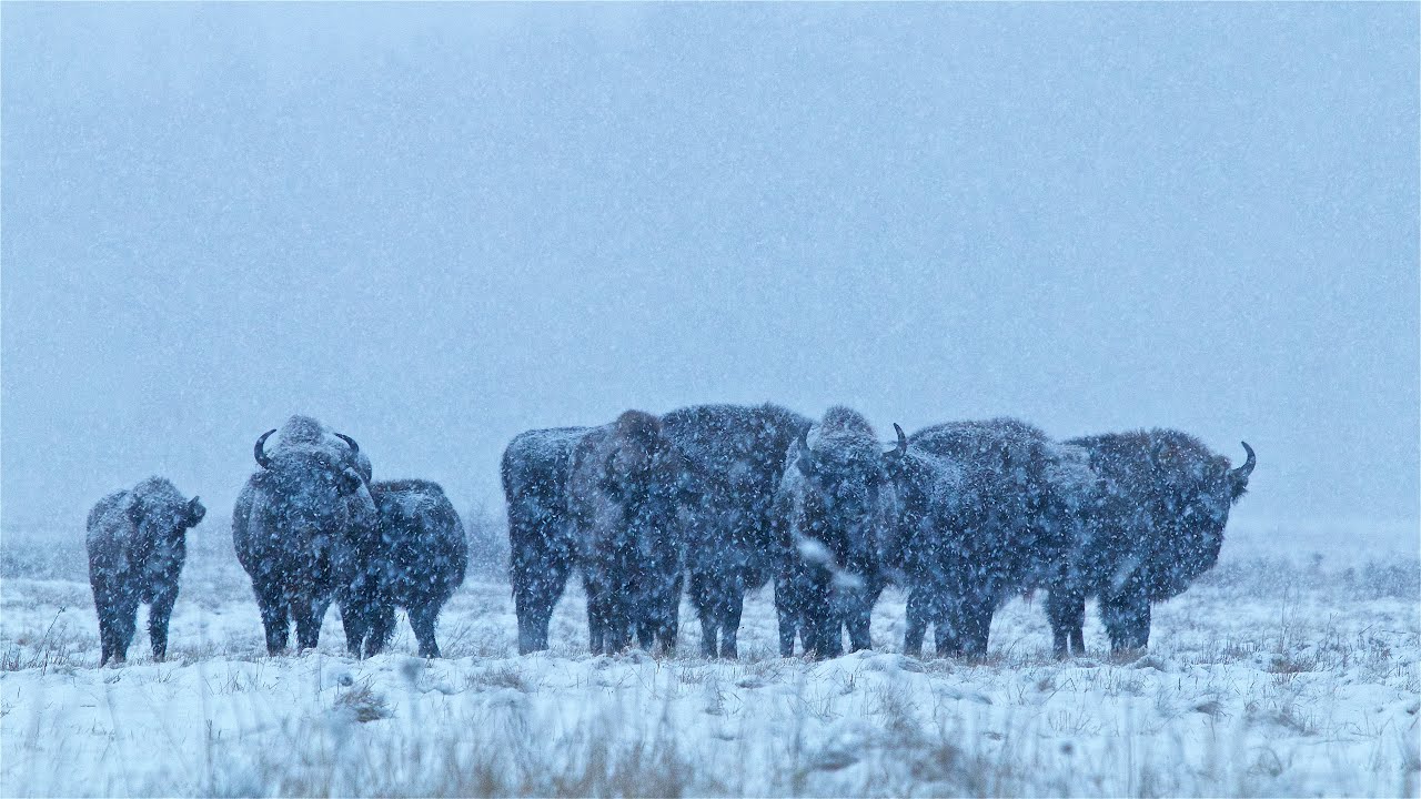 European Bison in a blizzard, Białowieża Forest, Poland - YouTube